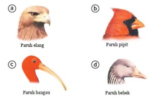 Pengertian Morfologi Beserta Contoh dan Perbedaannya dengan Anatomi ...